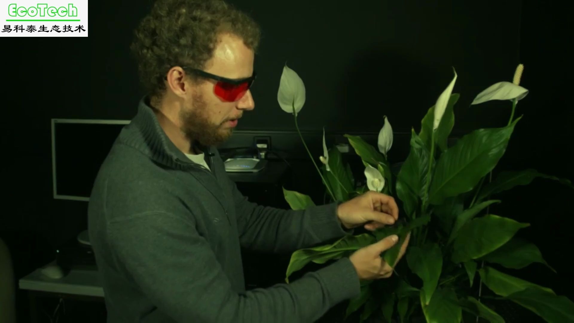 生肉_知识库_光合作用——肉眼观察叶绿素荧光小实验