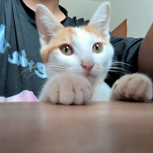 人老枪抖反应慢 