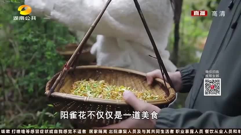阳雀花怎么做好吃?怀化特色做法,配个鸡蛋做出健康美味令人馋