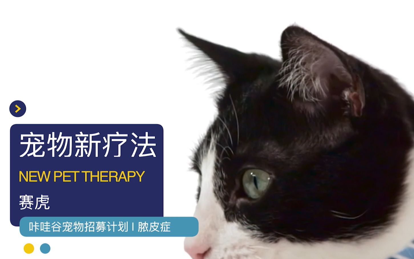 德牧脓皮症生物介入治疗回访