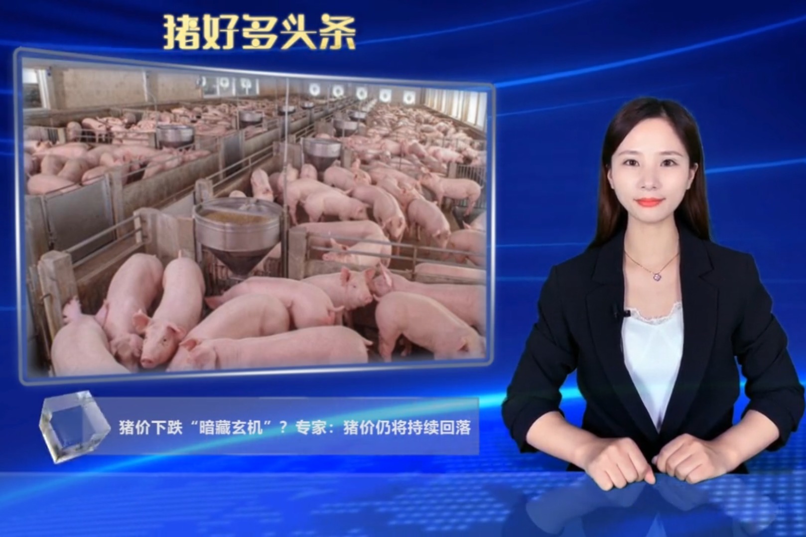 10月猪价为何连跌不止?原来“暗藏玄机”,答案来了!