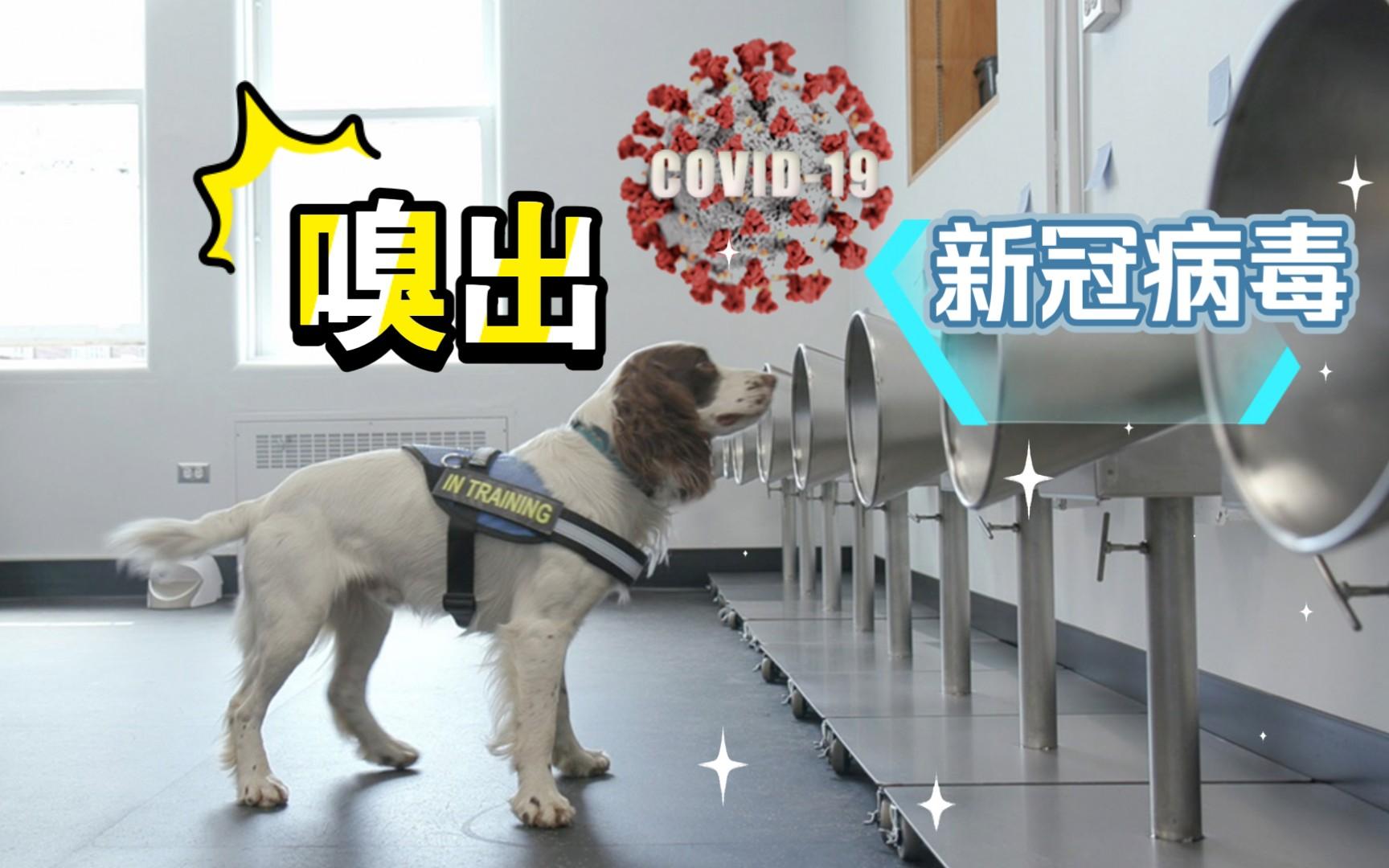 ...嗅出新冠病毒,神犬找出稀释2千万亿倍的血液,狗狗的嗅觉令人不可思议