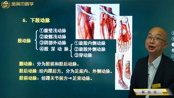 脉管系统03动脉06下肢动脉:股动脉、腘动脉、胫后动脉、胫前动脉