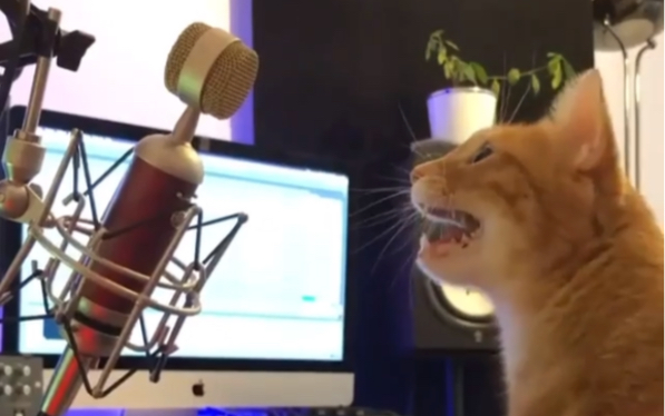 【音乐制作】看喵星人如何制作一首电子音乐