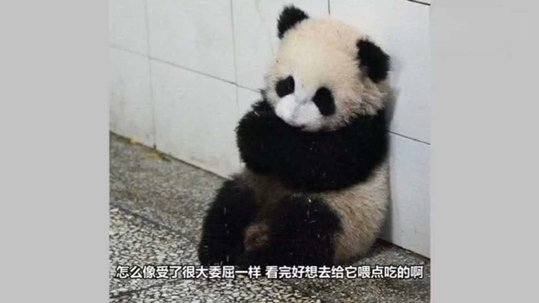 动物园无意拍到小熊猫揣手放胸前坐在地上,网友冷吗,给你抱抱