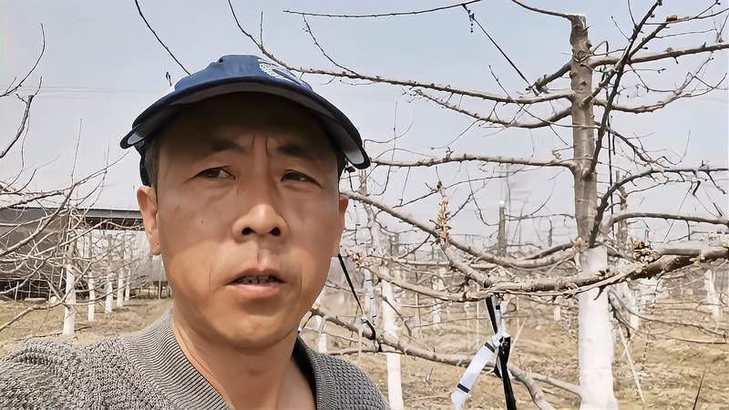 大樱桃种植,果实变形,无种子,树体未老先衰,是怎样形成的