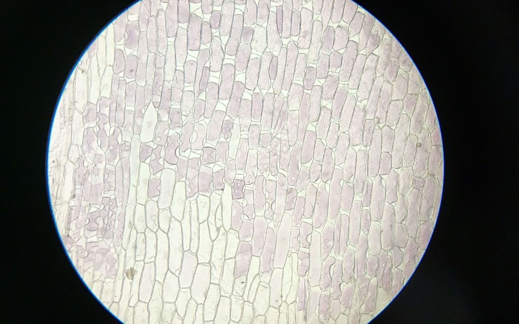洋葱内表皮细胞变红紫后制作临时装片,用0.02、0.04、0.06、0.08g每...