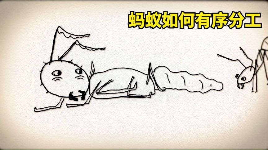 蚂蚁没有领导,是如何做到有序分工的?只要一对触角就够了