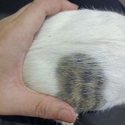 圆圆滚滚憨憨猫猫 