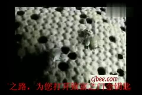 现代养蜂技术-蜜蜂春季管理方法