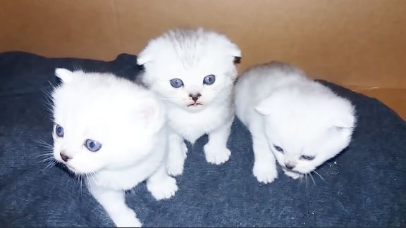 三只可爱的小猫,趁主人睡觉,偷偷跑出去玩