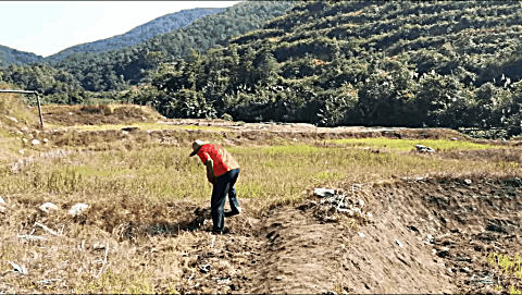 农民伯伯顶着高温在田里面铲杂草, 大汗淋漓, 下半年要种植水稻