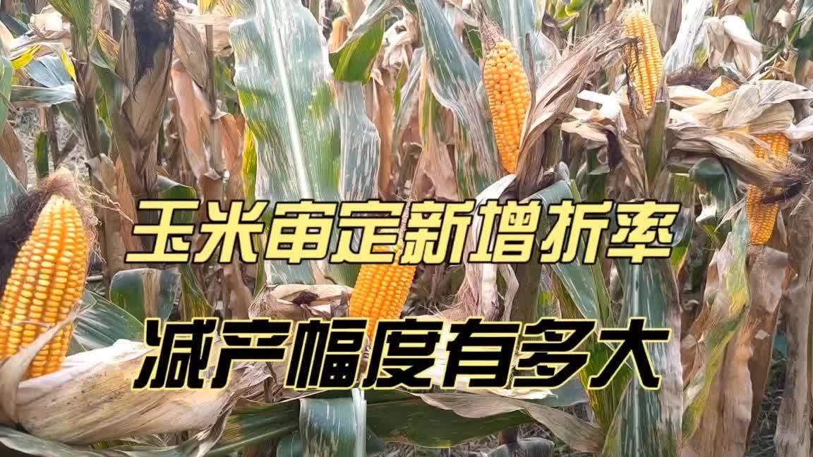 2024年玉米新品种审定,新增折廖率,对玉米产量影响有多大?
