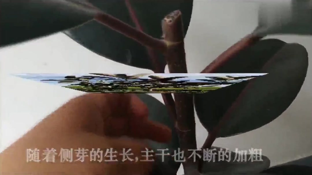 橡皮树的修剪技巧,很简单,一刀下去,枝繁叶茂!