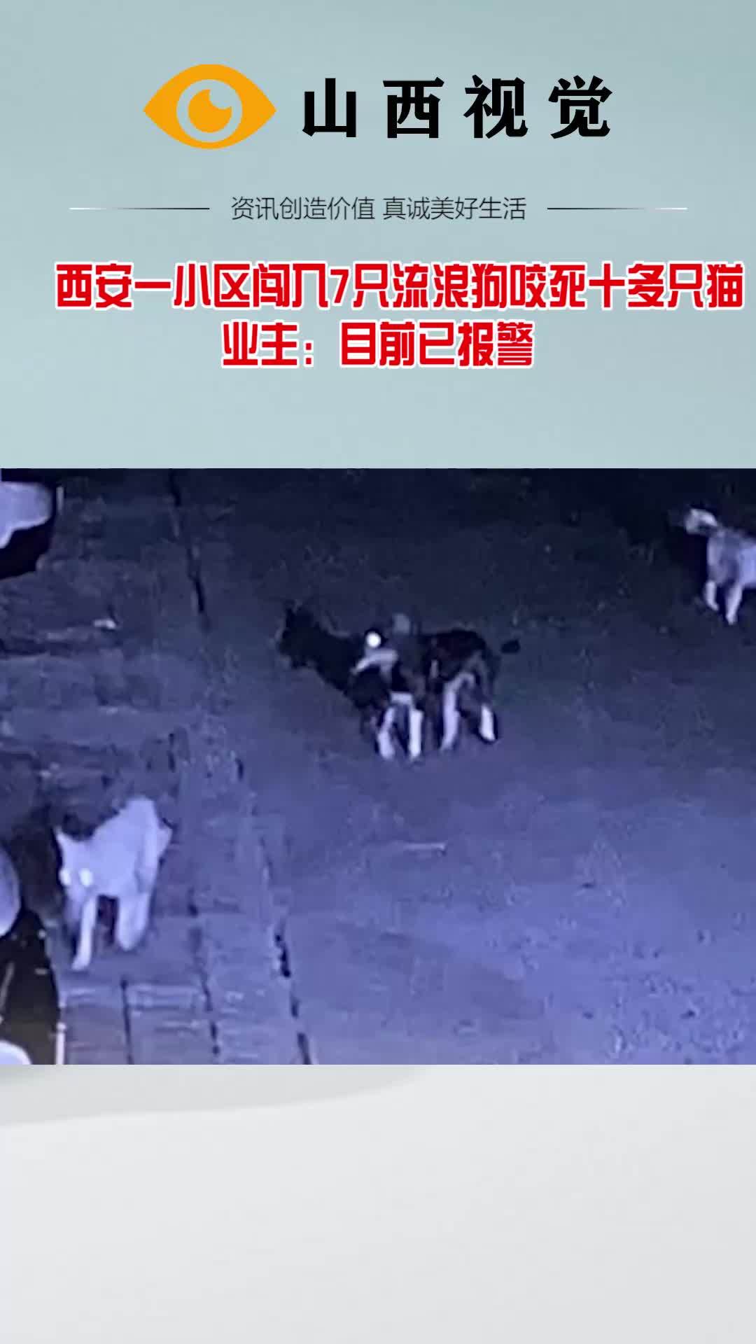 西安一小区闯入7只流浪狗咬死十多只猫,业主:目前已报警