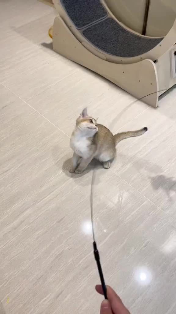 手动挡和自动挡随意切换,逗猫就是这么简单!