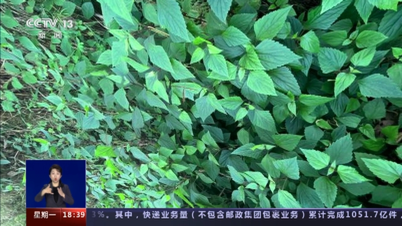 [共同关注]一问到底 如何阻止入侵物种蔓延 筑牢生态安全屏障?