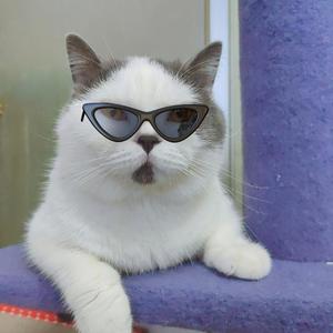 饼干是只小胖喵 