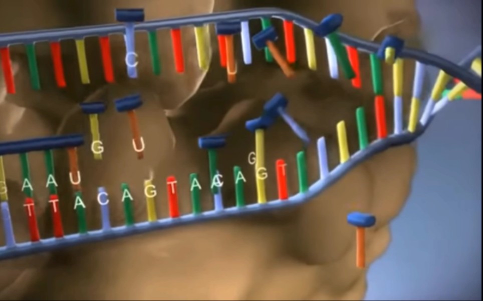 [英文字幕]从DNA到蛋白质的转录和翻译过程