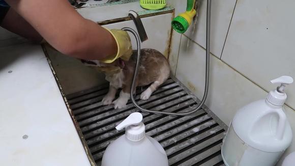 小伙子带狗去宠物店洗澡,拍视频偷师学艺,以后就可以在家洗了