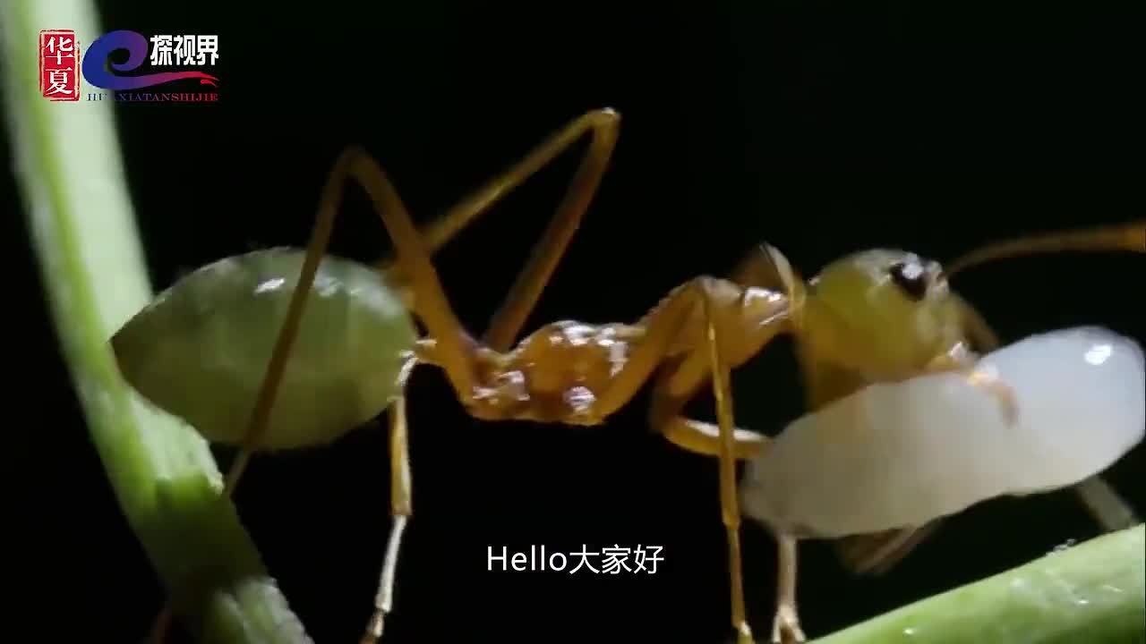 世界上4种最不可思议的蚂蚁!竟然可以长到拳头一般大!