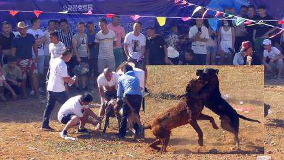 比特犬决赛很精彩,几个回合分出狗王 乡下传统办斗狗赛真热闹