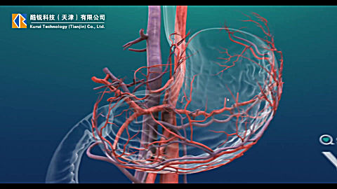 VR虚拟仿真医学解剖实验室教学系统录屏——酷锐科技(天津)有限公司