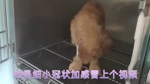 奋尽全力救治的细小狗狗遭主人的二次抛弃,得知真相真是令人气愤