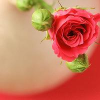 晨月观绚烂世界 