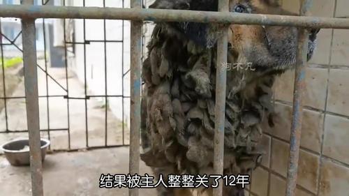 藏獒因伤了一次人,被整整关了12年,被人救出时,竟然不愿离开!