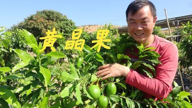 老林今天去黄晶果基地帮网友挑了50棵黄晶果苗,3个品种