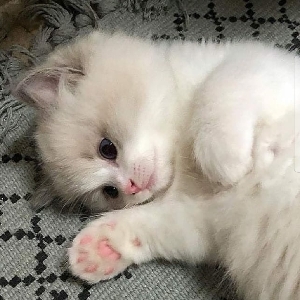 红包封面序列号领取 