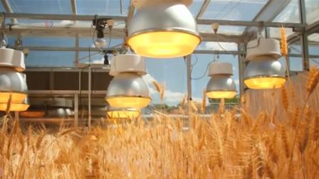 效率超快的水稻种植技术, 一年可以收割6次, 是普通水稻种植的6倍