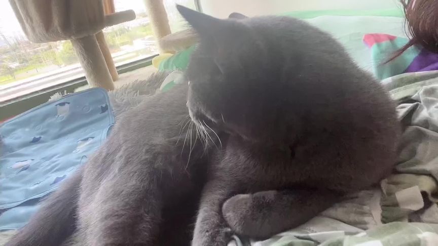 玩着玩着就睡着了啦ߐ�#偷拍睡觉的猫 #这猫八百个心眼子 #黏人猫
