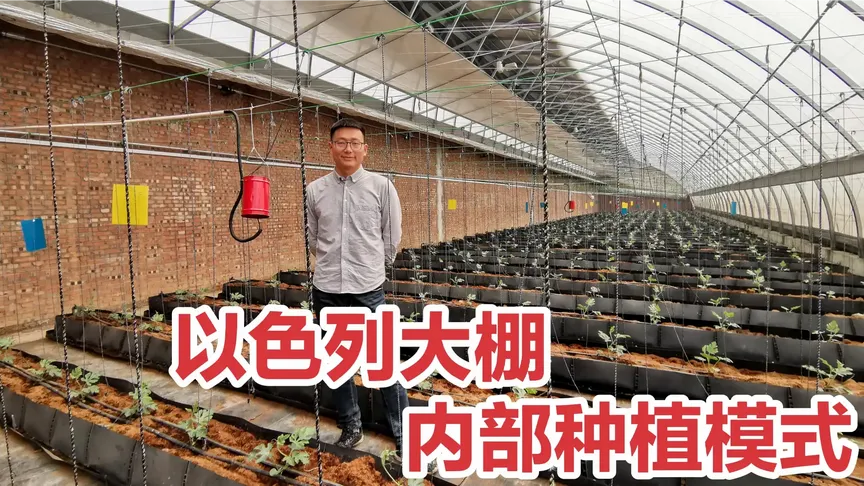 以色列大棚内部有很多精妙设计,多种栽培模式,看看种得怎么样?