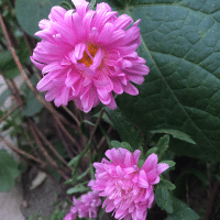 裁缝老杨工作记 