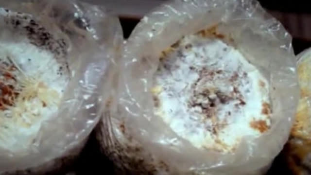 市场上的"金针菇"究竟是怎么种出来的?看完过程...