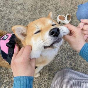 小恒不爱吃瓜呀 