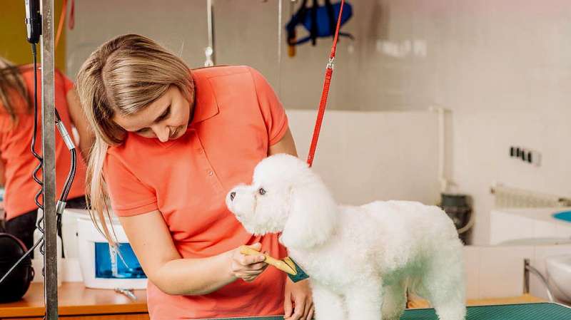 开销大的狗狗排行榜,你家的上榜了吗?