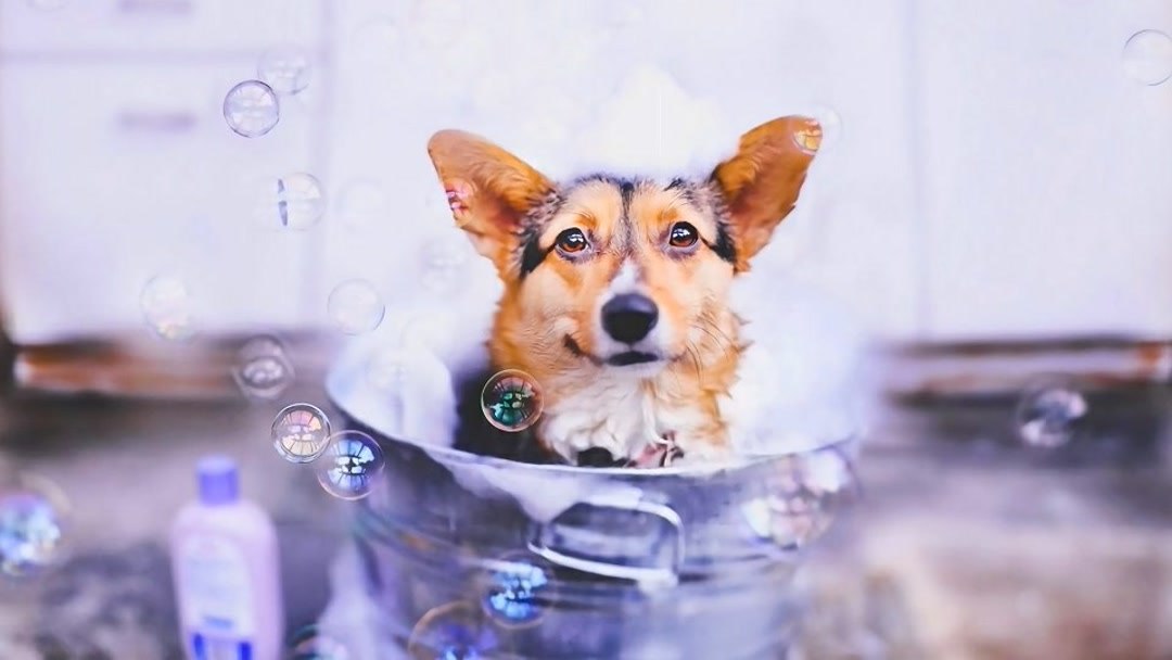 这才是给狗狗洗澡的正确姿势,让你的爱犬享不再为洗澡发疯