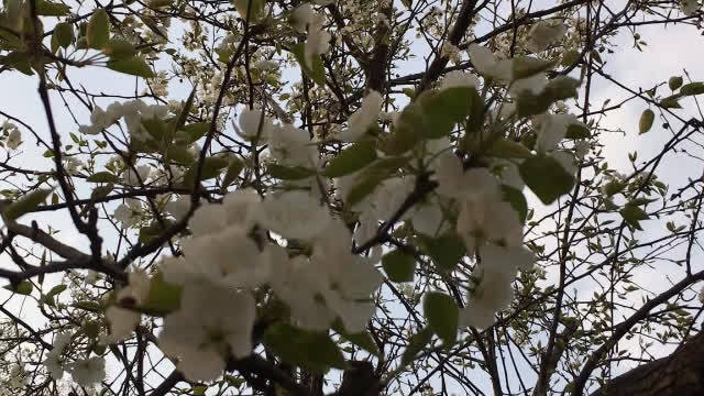 吉林的4月,大山里野生刺老芽下来了,又绿又嫩味道清新