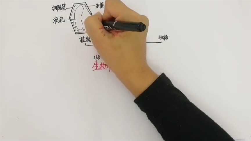 五分钟用思维导图复习“生物体的结构层次”