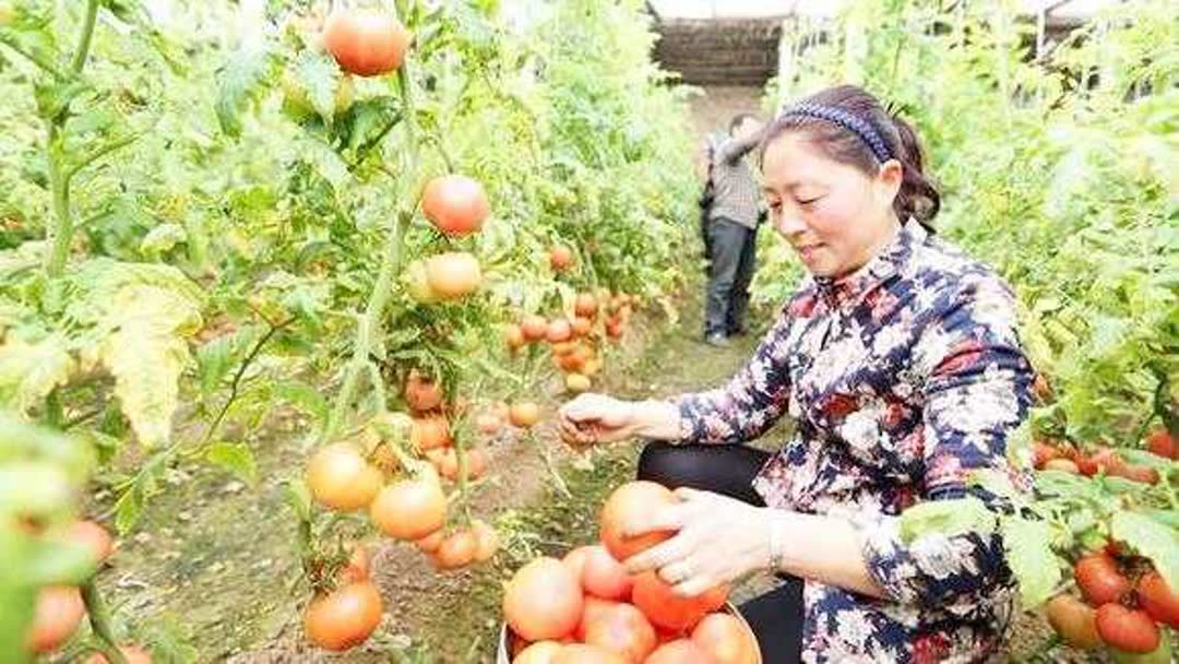在农村，这样种番茄，1棵能结2棵的产量