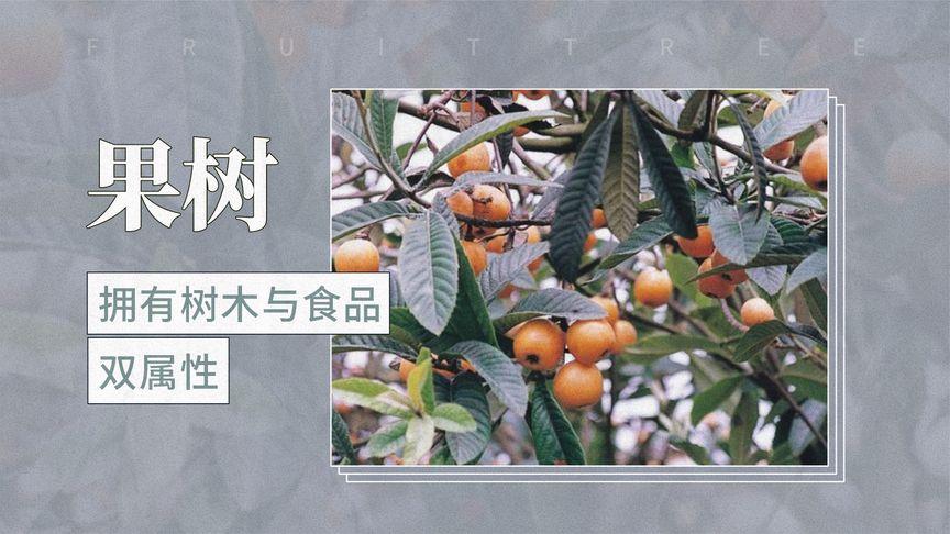 拥有树木与食品双属性——果树