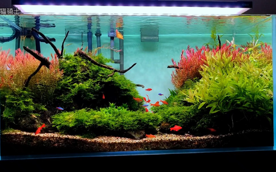 超级版底砂过滤系统草缸,详细制作教程来了.全程无尿点实操讲解 草缸...