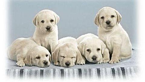 狗狗训练 训练狗狗定点排便