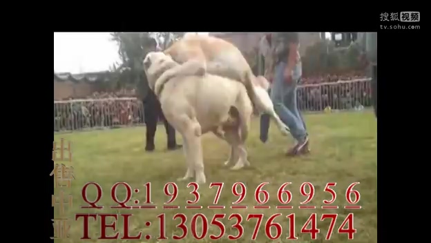 ...中亚牧羊犬打架视频 『转载』中亚、高加索、卡斯罗、比特犬、杜高犬