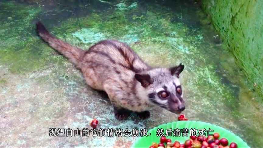 世界上最悲惨的猫,被人类饲养来生产咖啡,镜头记录全过程