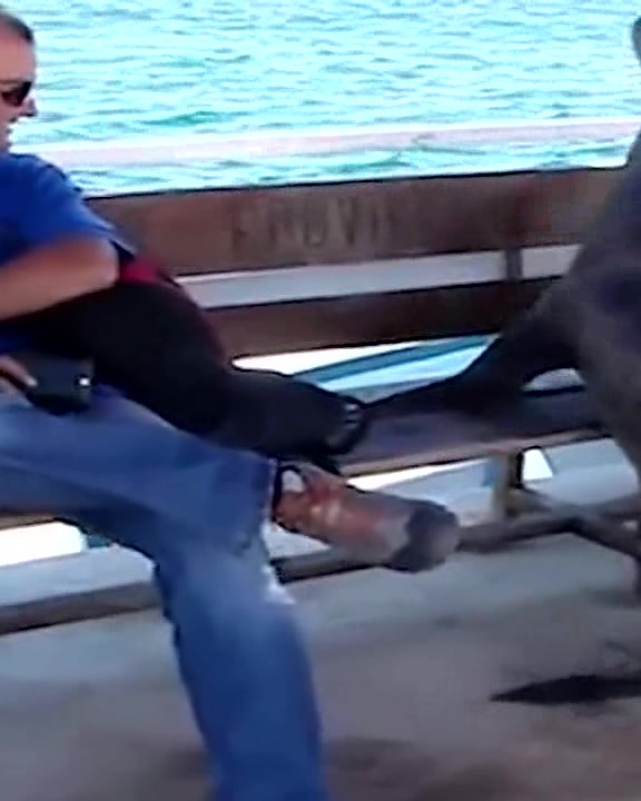 海狮想爬上长凳跟人类抢座位,动作滑稽,老外笑疯了