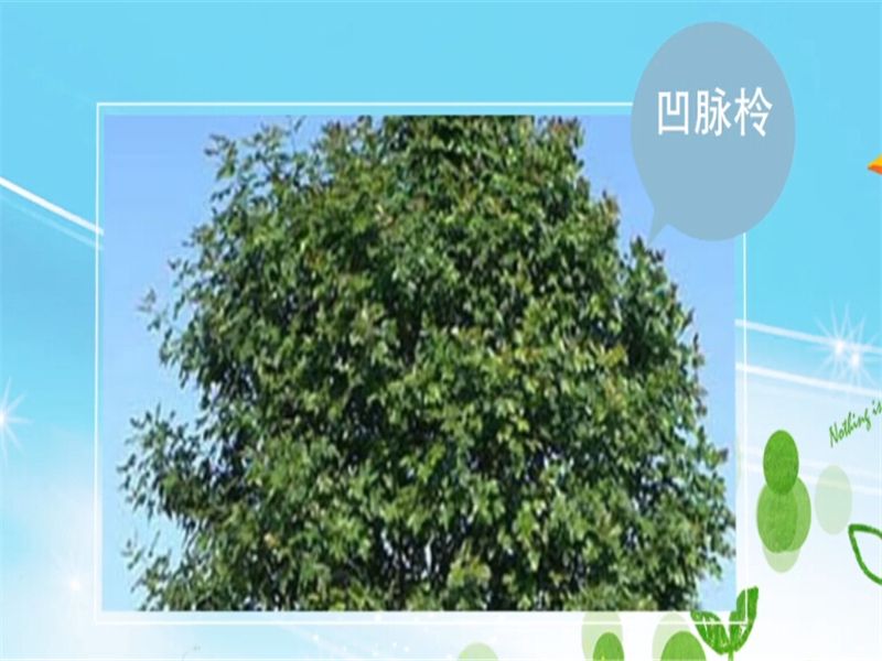 凹脉柃:灌木或小乔木